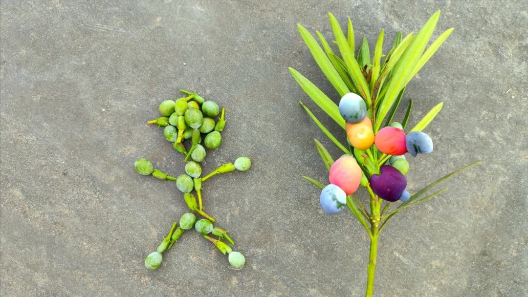 这树经济价值高,果子可以泡酒,但你知道它为什么叫罗汉松吗