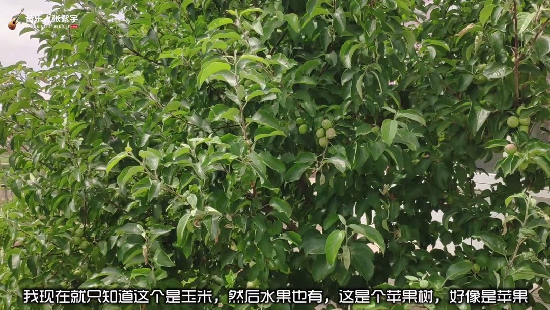 今天给大家聊聊,常见的两类拾音器的区别和安装