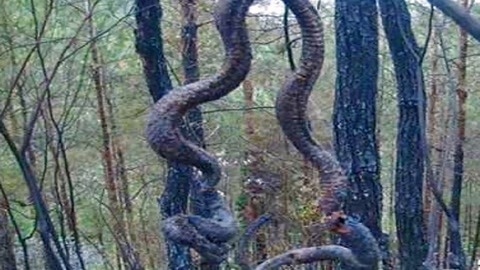 千年蟒蛇飞天遭雷劈?揭秘95年安徽巨蟒渡劫真相,结局扑朔迷离