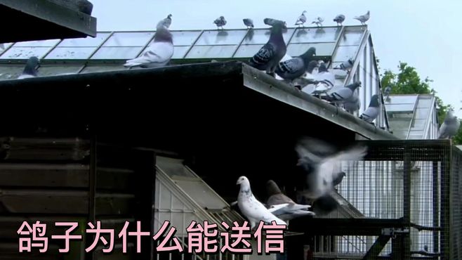 你知道鸽子为什么会送信吗