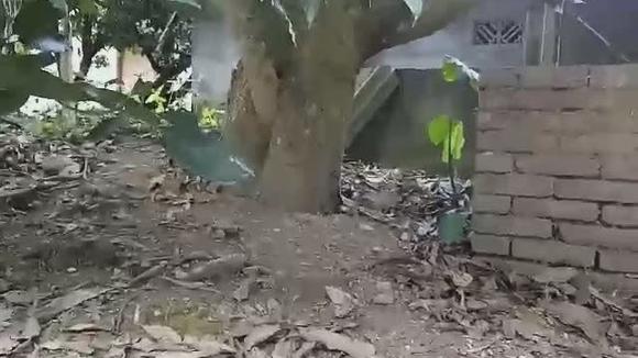 这颗三十多年的芒果树,长得这么神奇,开眼界了