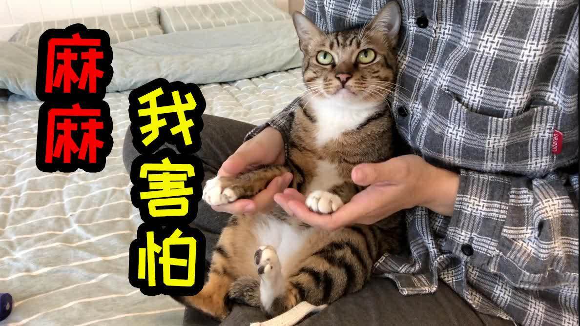 猫咪害怕刷牙,躲在主人怀里不敢动