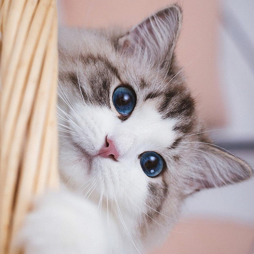 爱吃辣的可爱兔 