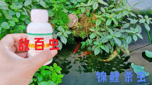 秋天给锦鲤鱼池做双杀,先杀菌再杀虫,杀虫我用敌百虫