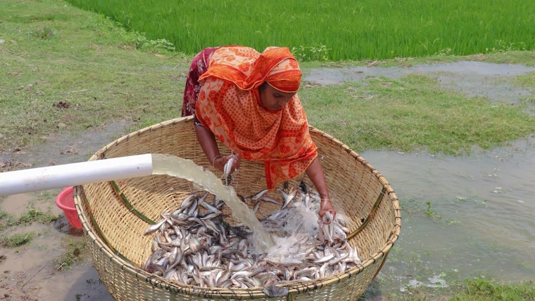 池塘往外放水,大妈在管道口放竹筐,结果收获满筐鱼