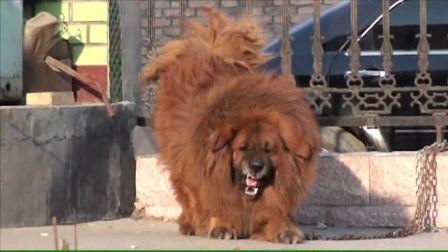 状如雄狮的纯种藏獒视频