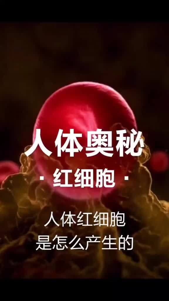 介绍人体的红细胞,红细胞是怎么产生的?红细胞有什么用?