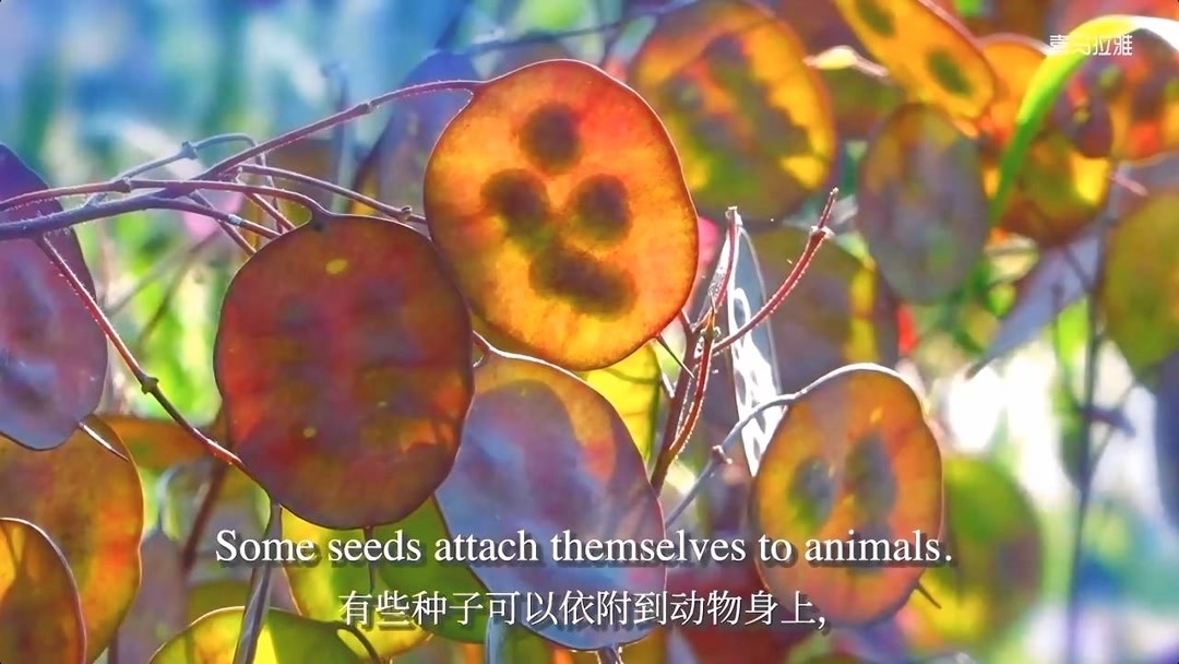 《好奇少年》儿童英文自然科学:传播种子有妙招