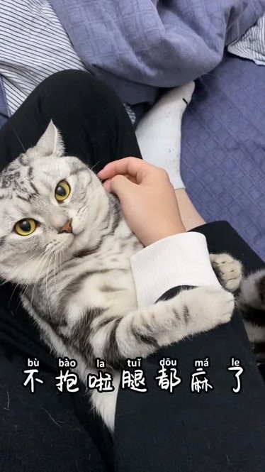 这么会撒娇卖萌的猫咪,谁受得了,萌化了