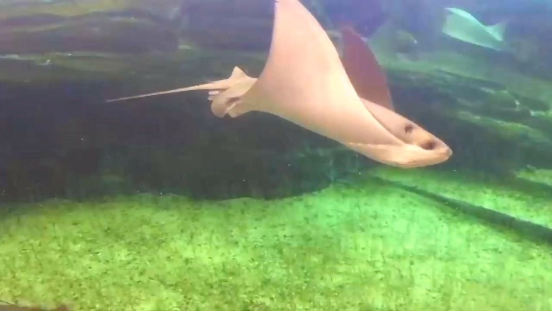 儿童益智动画,海洋馆有好多的海洋生物,真是太有意思了!