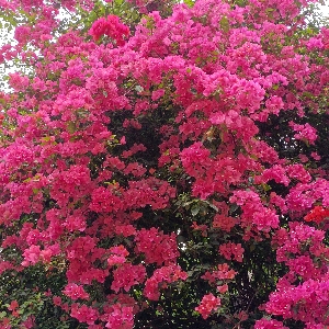 哦吼_本少爷来了 