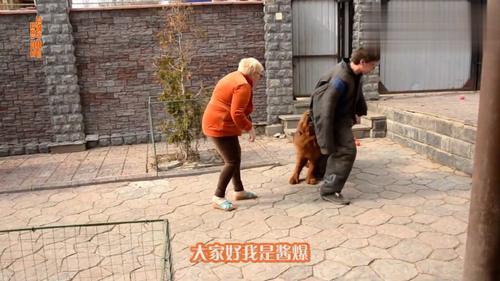 东方犬神藏獒,曾经打败三只野狼,如今打得赢狮子吗
