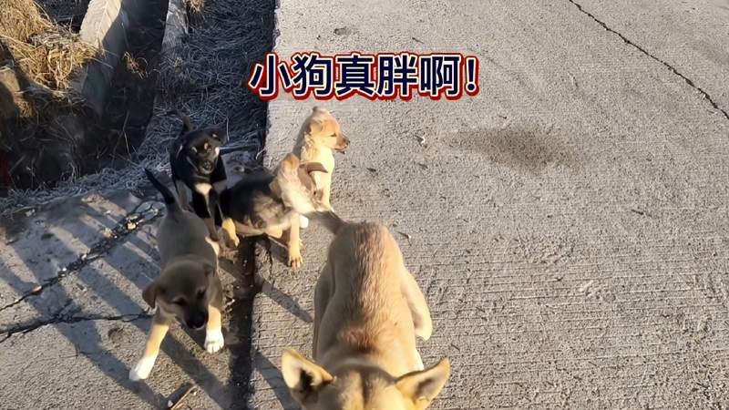 去牛圈喂牛,路边地里霜冻像下了小雪,电动三轮车仪表盘都冻住了