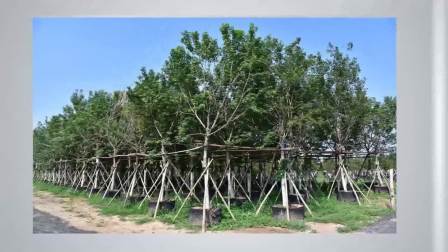 千里园林苗木基地宣传片