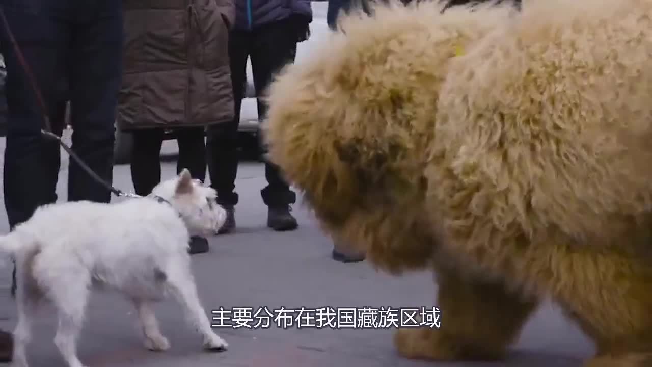 地球最大藏獒王,有东方神犬的美称