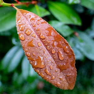 小白手机李文涛 