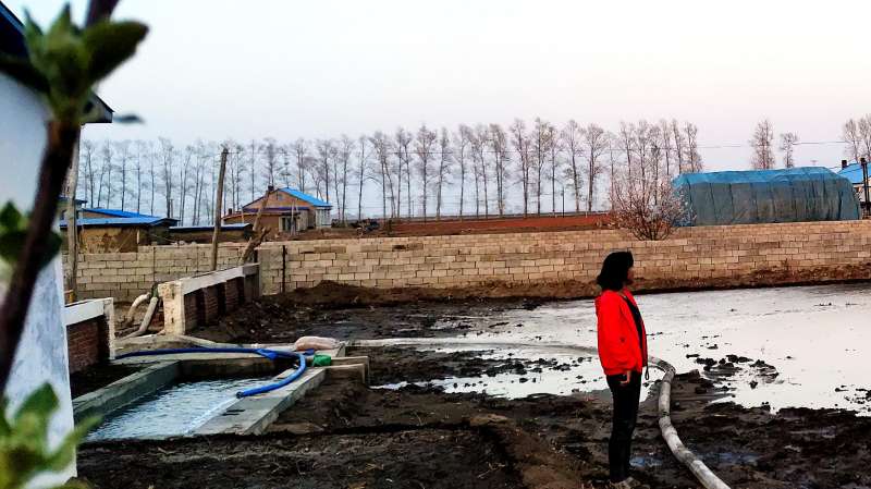 农村媳妇自建小型鱼塘稻田生态系统,纯绿色无公害大米有着落了