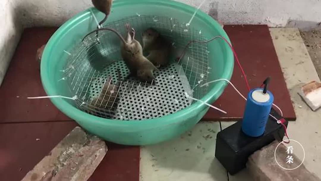 小哥自制电捕鼠器,老鼠触电的时候尾巴都竖起来了,笑死我了