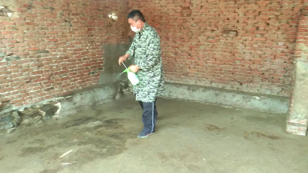 刚清理完羊圈,下午又开始喷洒消毒液,大平这么做都是为了防它们