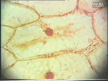 观察洋葱表皮细胞