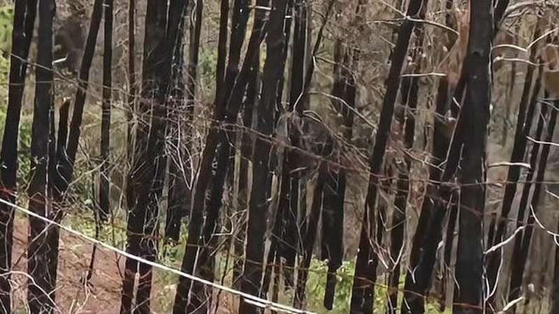 四川消防森林防火在行动 【严防森林火灾 守护绿水清山】燕子不来...