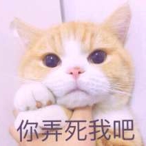 珑小猫 
