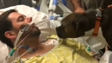 主人病重即将去世,医院破例让宠物狗进入看望,狗狗悲伤溢出屏幕