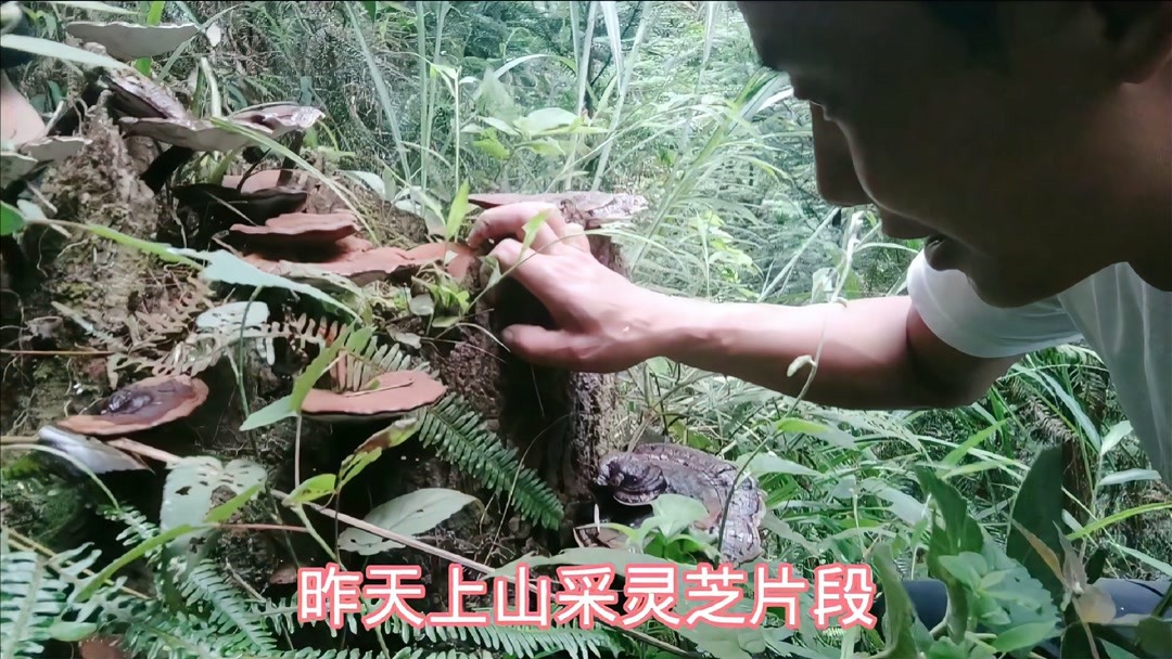 采到好多灵芝后很多人问我怎么吃?其实我的吃法就是这么简单