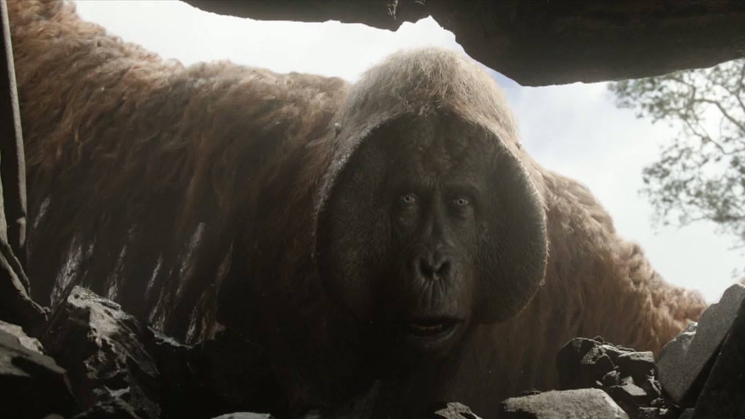 山中无老虎,猴子称大王!巨猿如此肥大的身躯居然这么敏捷!