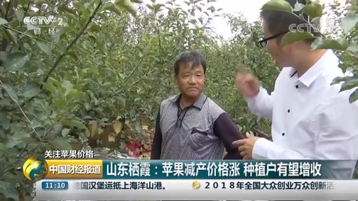 [中国财经报道]关注苹果价格 山东栖霞:苹果减产价格涨 种植户有望增收