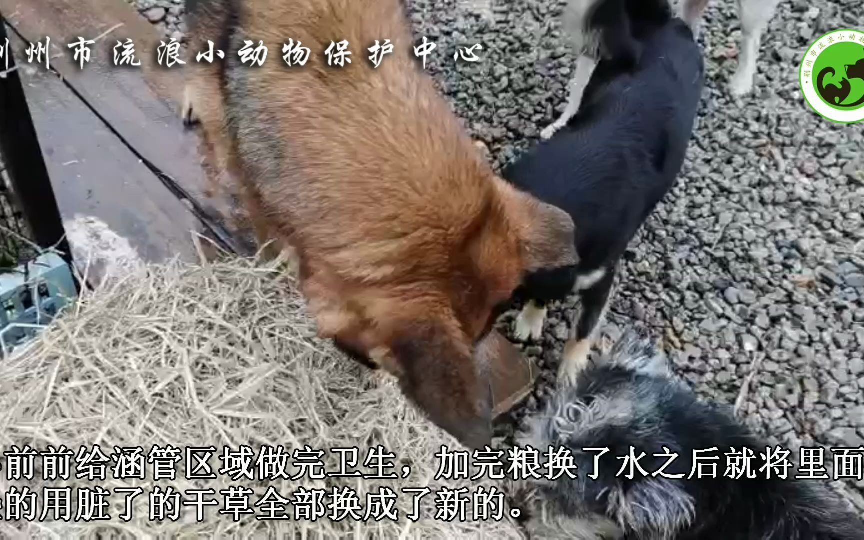 路路离世,枪伤泰迪灰灰做针灸和理疗