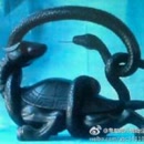 龟蛇人爬创始公益教父 