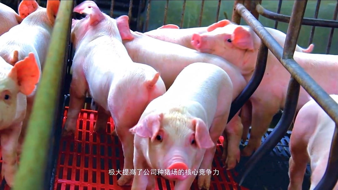 国家核心育种企业明兴农业育种经验