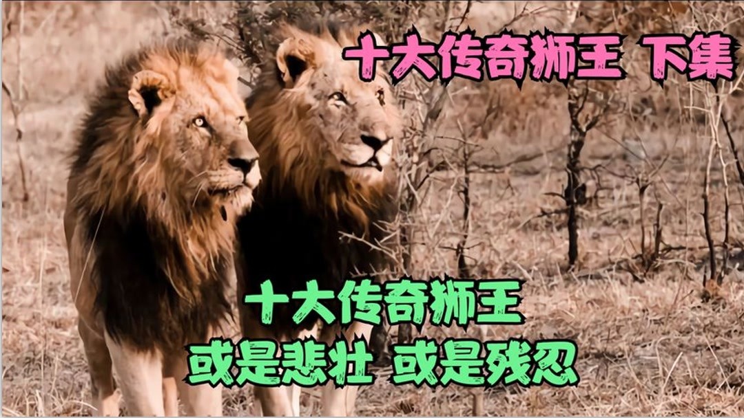 十大传奇狮王,莫伦只能排到第三,排名第一的永远是狮王之王