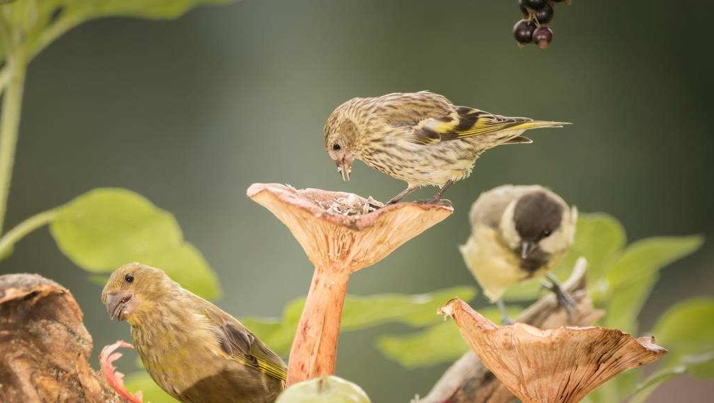 这树木看似枝繁叶盛,实则是百万只小鸟!