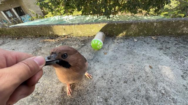 ...储藏过冬的食物 #动物世界 #人与自然和谐共处 #小动物们能有多治愈