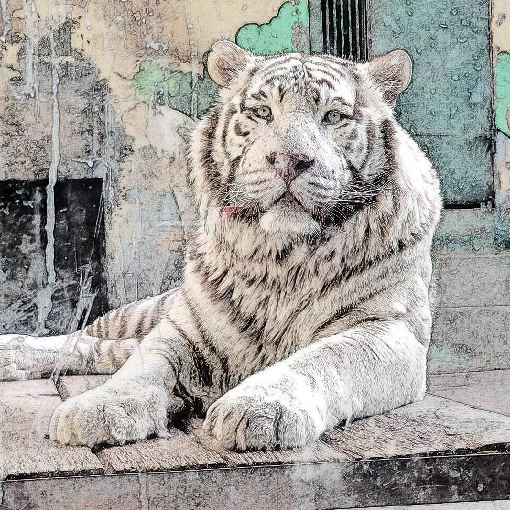 画面虎 