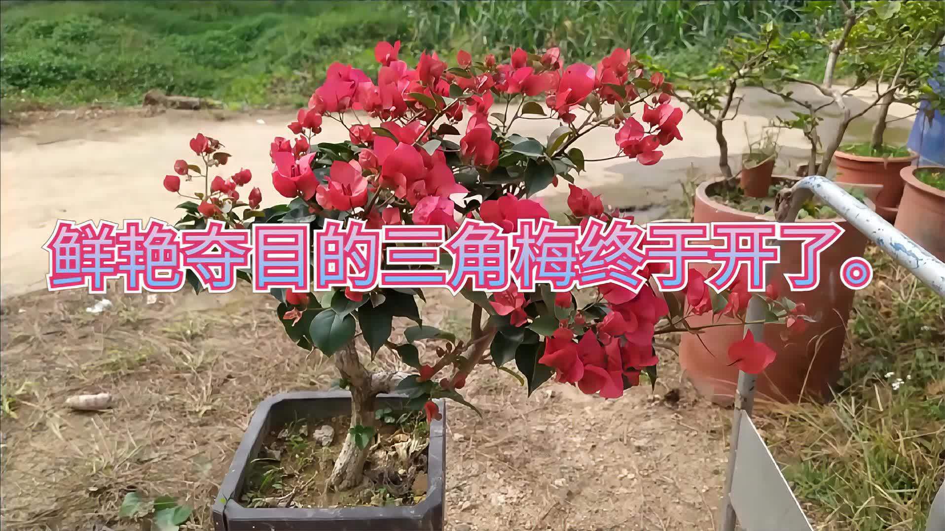 分享一下今年的三角梅,时间开迟了