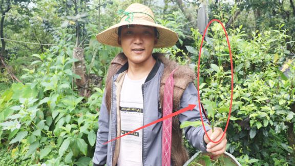 阿平山上采凉药,发现老娃叉叉草(鬼针草)有治痔疮的的功效