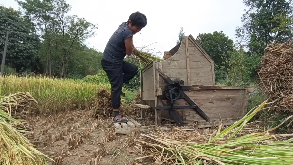 水稻成熟,汗如雨下收稻谷,看着这金黄的谷子心里万分喜悦