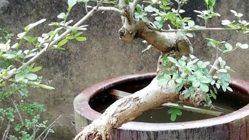 小对节白蜡盆景桩