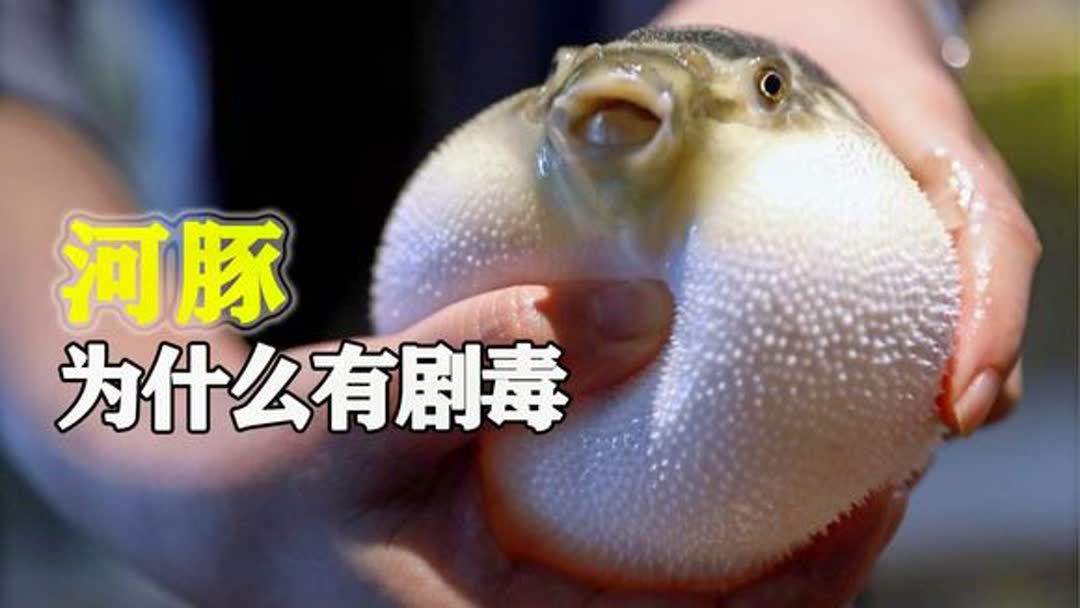 河豚的剧毒从哪里来?为什么河豚身怀剧毒,却不会把自己毒死?