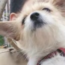 入家小灰 