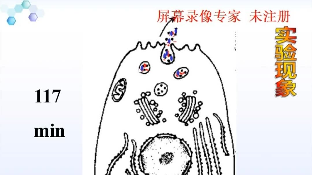 分泌蛋白的运输途径