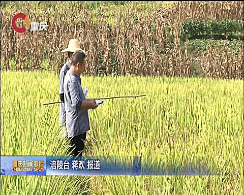 3个杂交水稻新品种通过国家审定 重庆新闻联播 170827