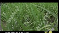 水稻王国五常大米宣传片高清【舌尖上的中国2】