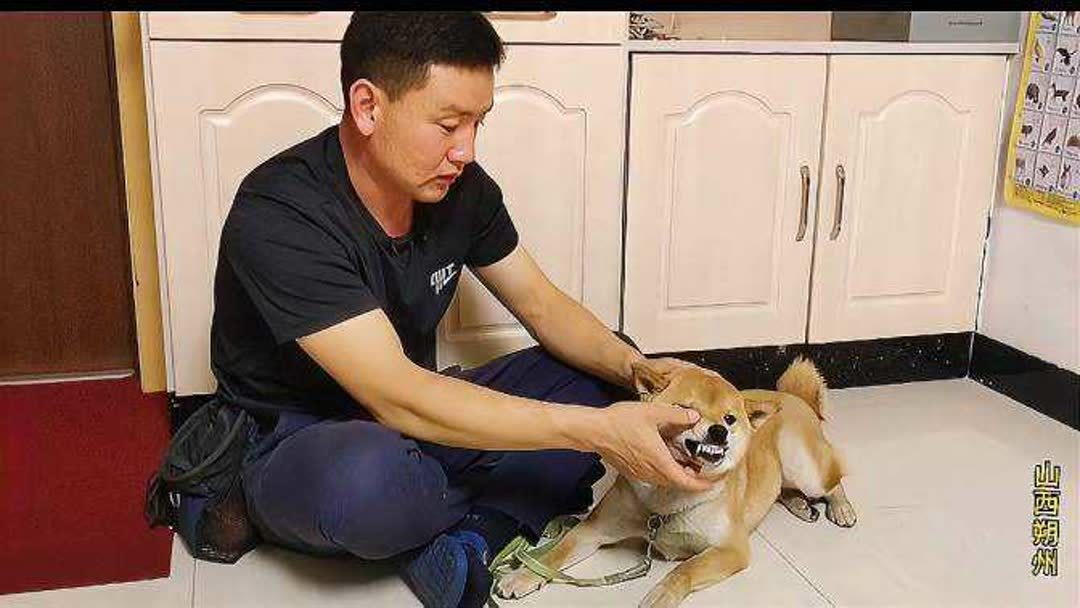 纠正狗狗护食咬人过程(三),不断逼它出现护食咬人行为
