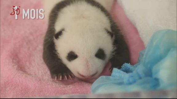 可爱!旅法大熊猫成长视频公布