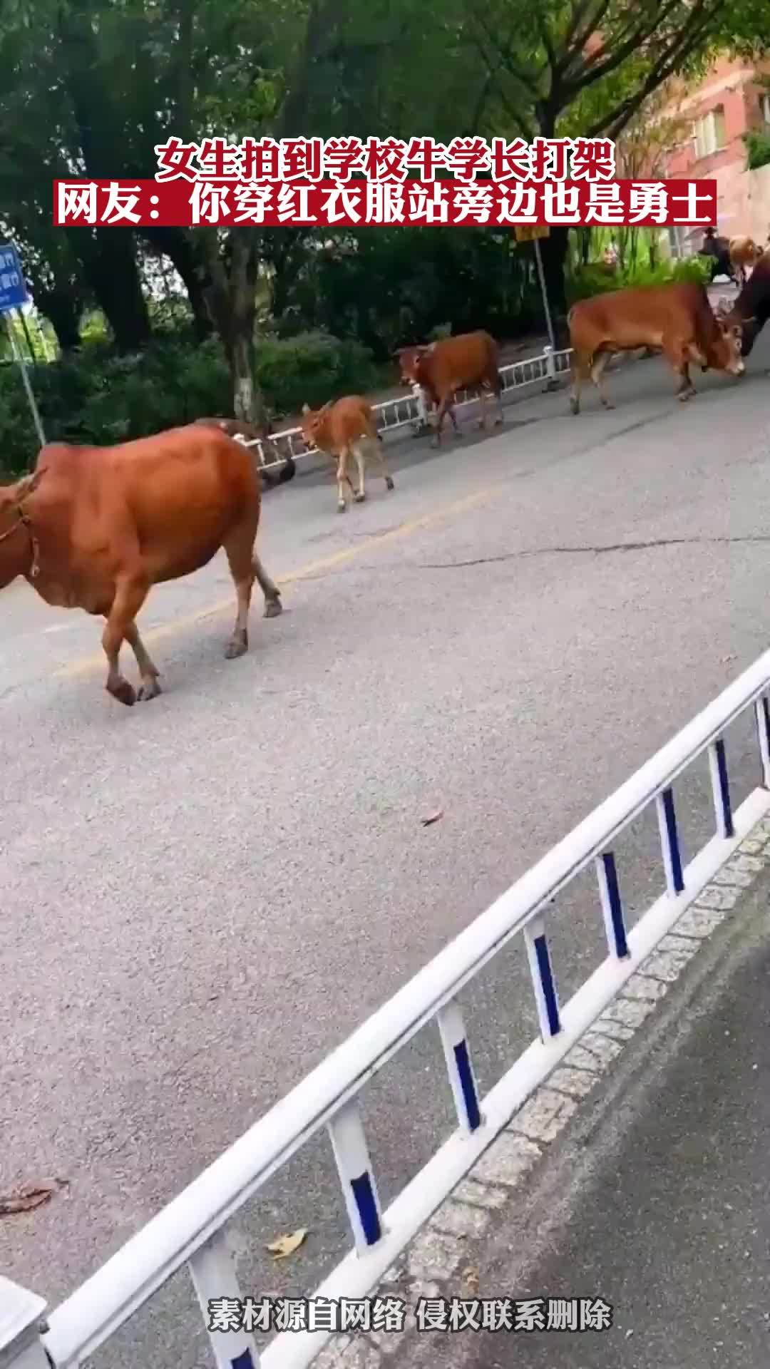 女生拍到学校牛学长打架!网友:你穿红衣服站旁边也是勇士!
