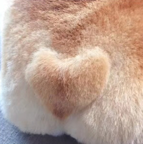 大金毛和小柯基 